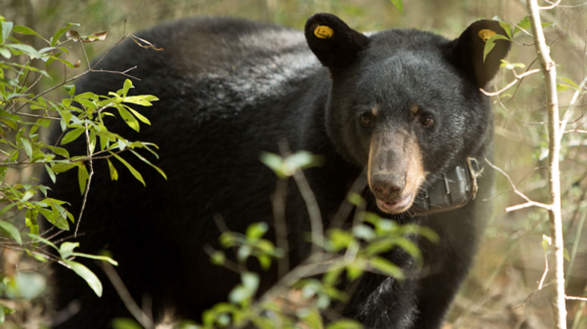 Nikon TurkeyPro Scope | An Official Journal Of The NRA