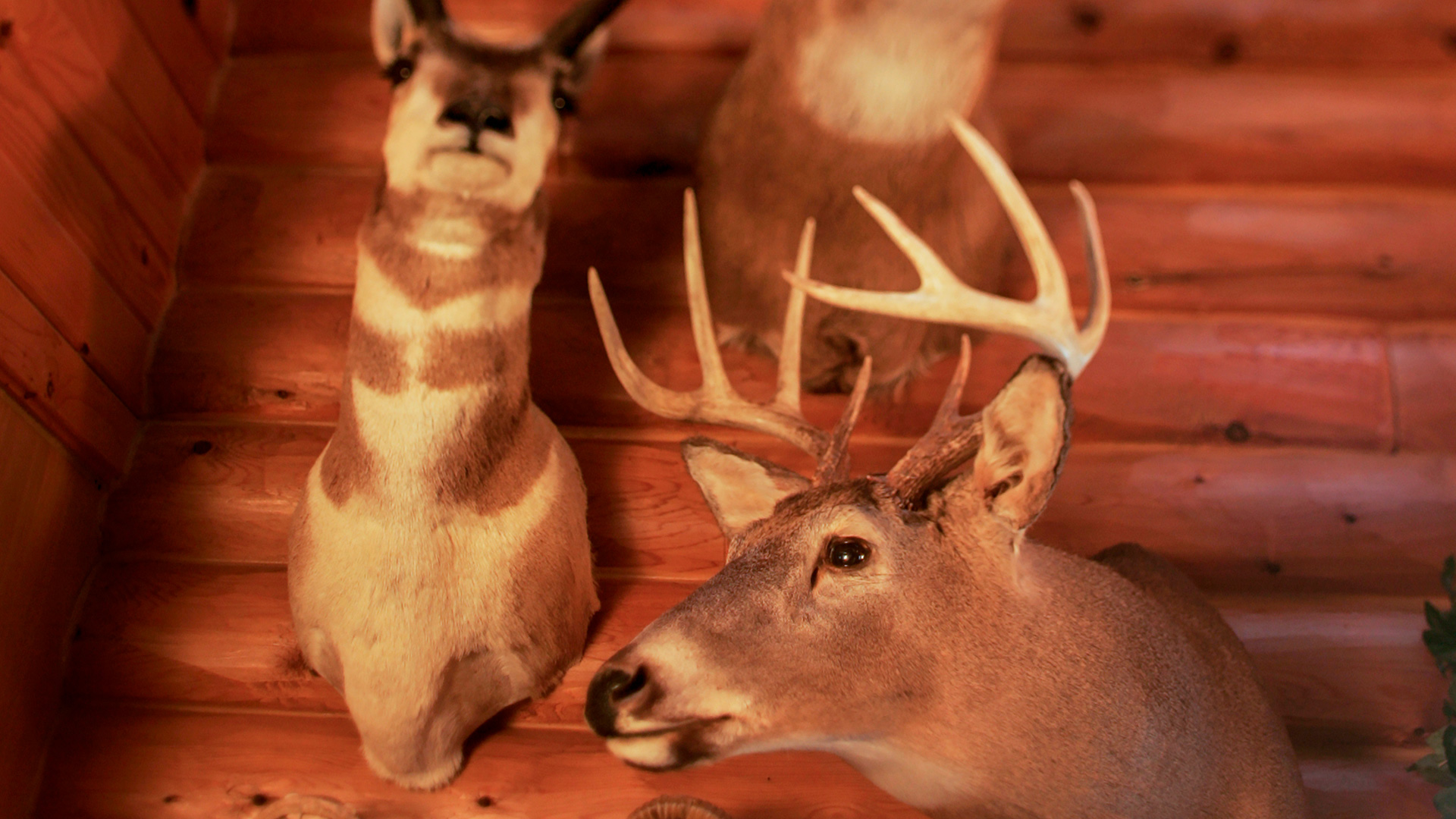 How To Protect Taxidermy From Insect Infestation An Official Journal 