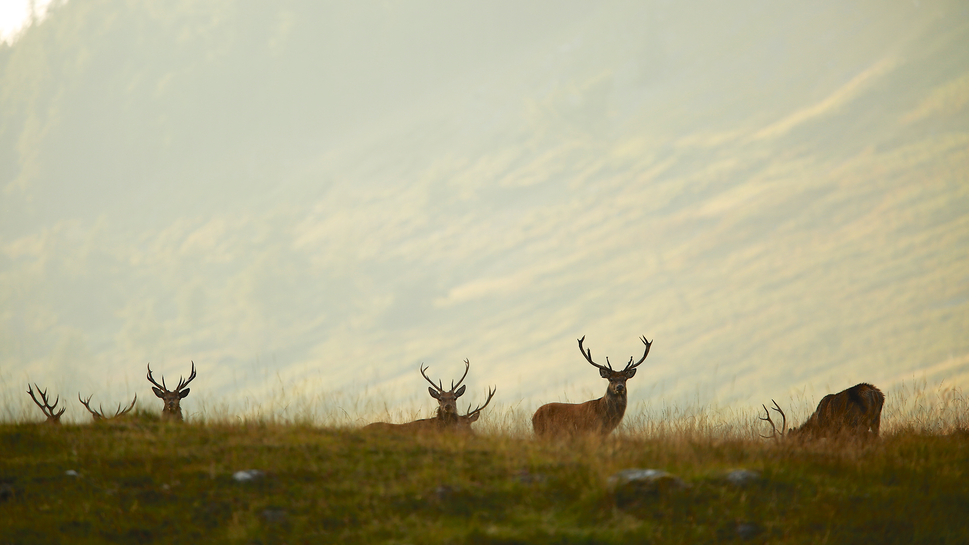 Scotland Stag Hunt: A Proper Stalk | An Official Journal Of The NRA