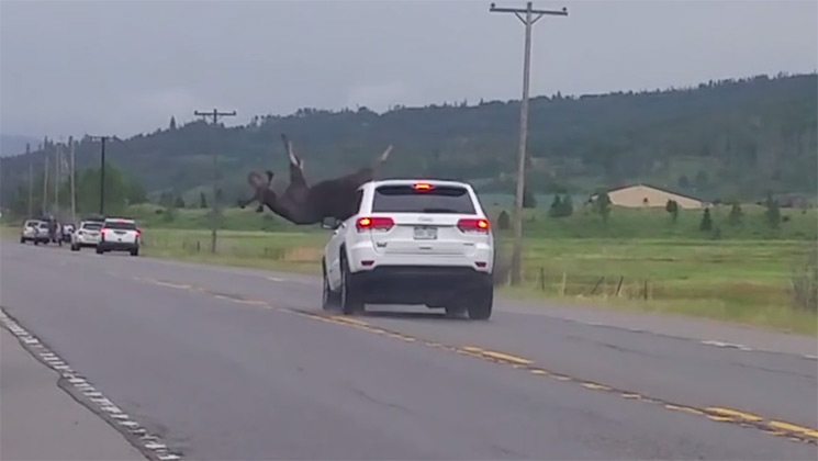 Watch: Moose Hit By Car, Walks Away | An Official Journal Of The NRA